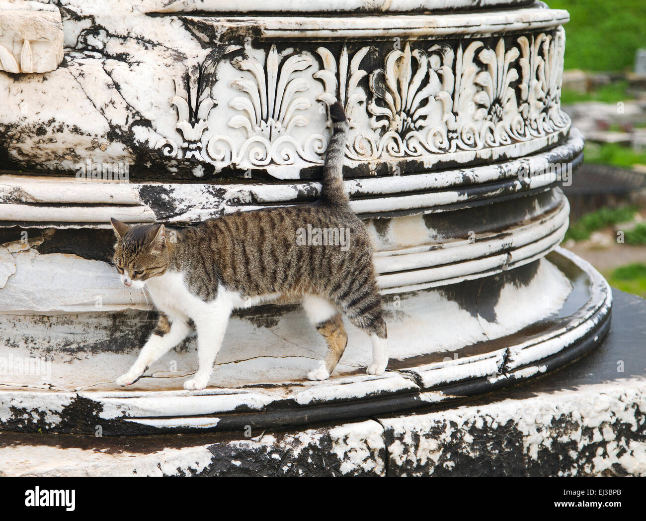 Ancient greek roman animals hi-res stock photography and images - Alamy