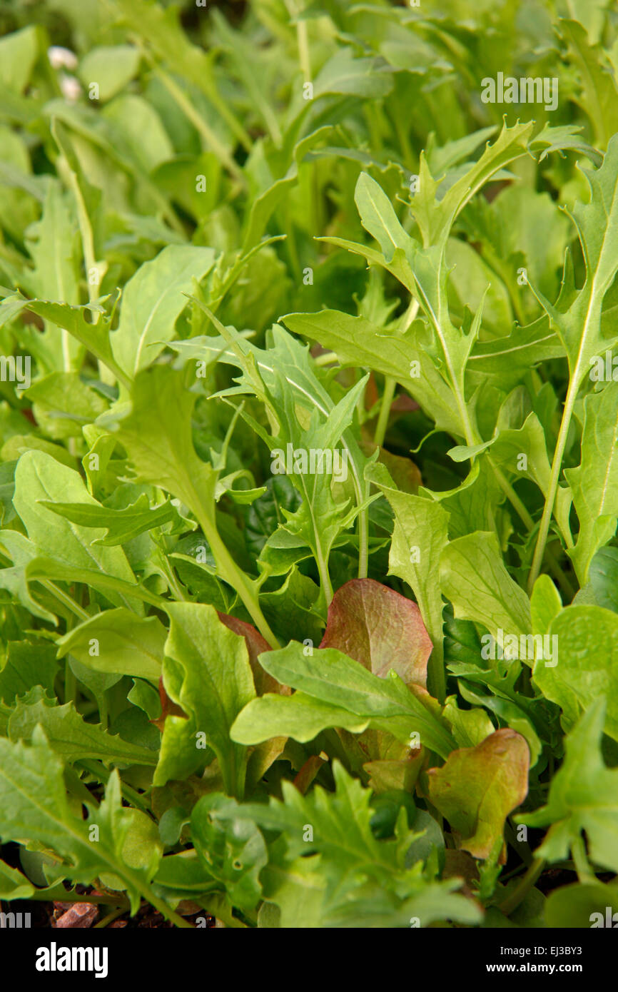 Mesclun Mix High Resolution Stock Photography and Images - Alamy