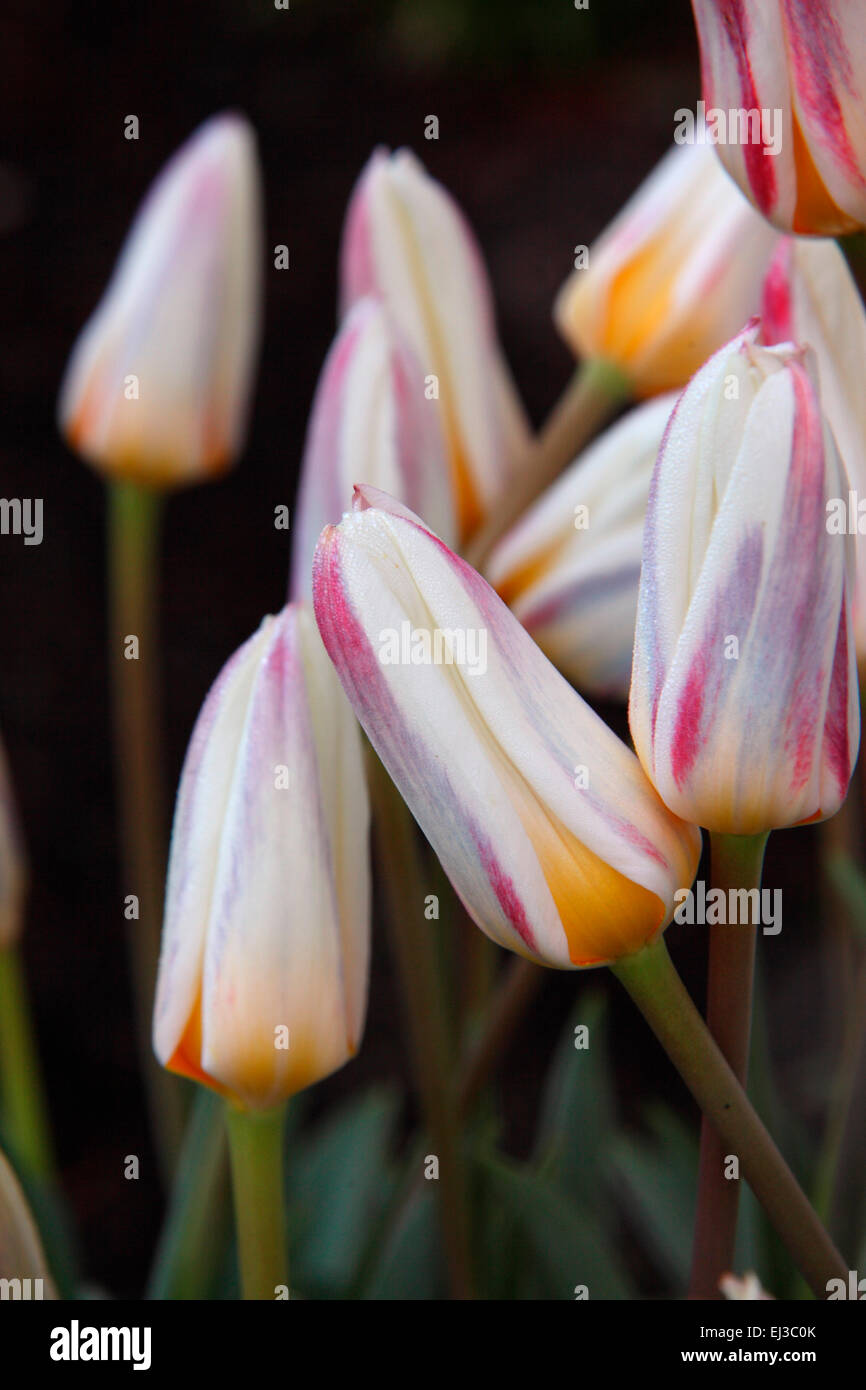Tulipa 'Ice Stick' Stock Photo - Alamy