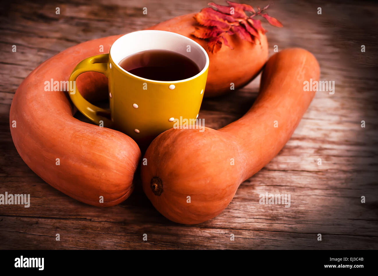 Cup of tea embraced by two unusually shaped butternut squash Stock ...