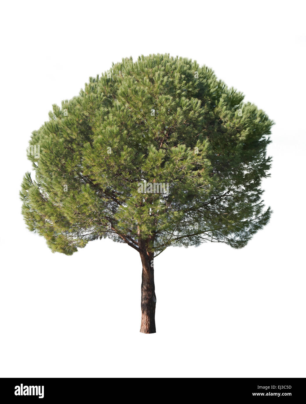 Coniferous tree isolated over white background Stock Photo - Alamy