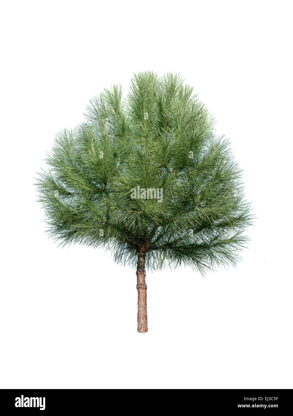Coniferous tree isolated over white background Stock Photo - Alamy
