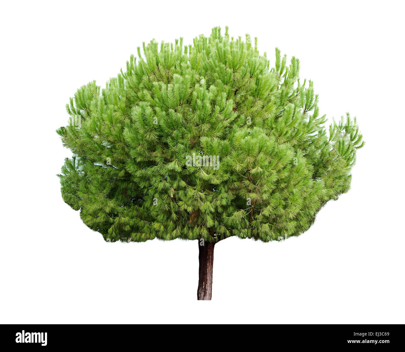 Coniferous tree isolated over white background Stock Photo - Alamy