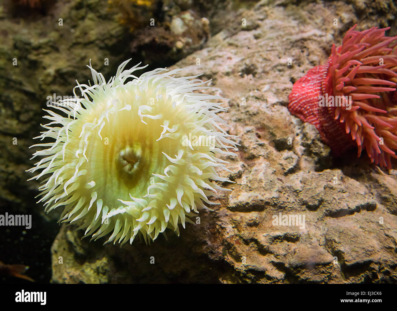 Yellow Sea Anemone