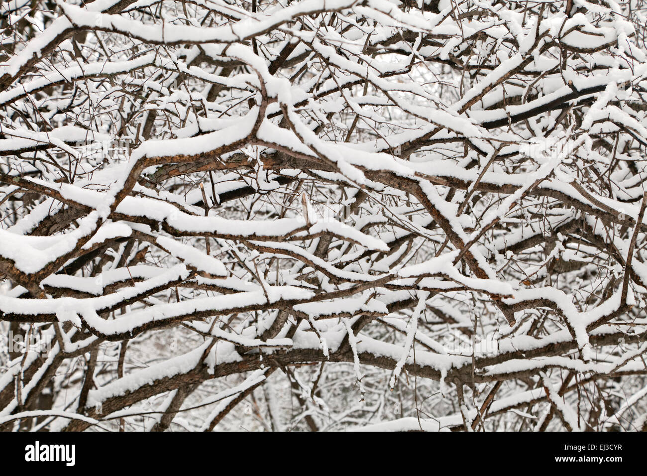 Bush covered with thick snow, close-up Stock Photo - Alamy