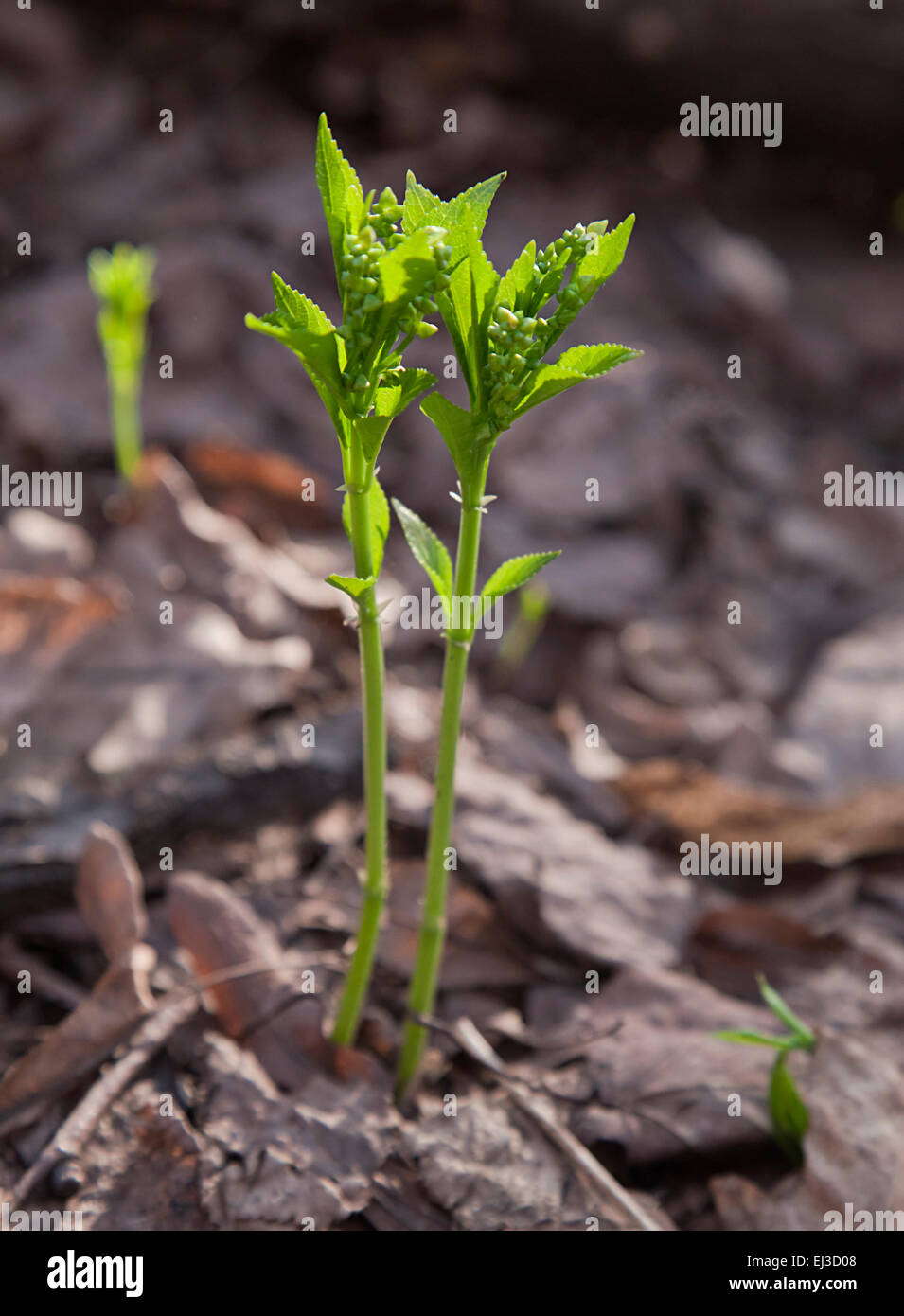 The close-up of a sprouts in the spring Stock Photo - Alamy