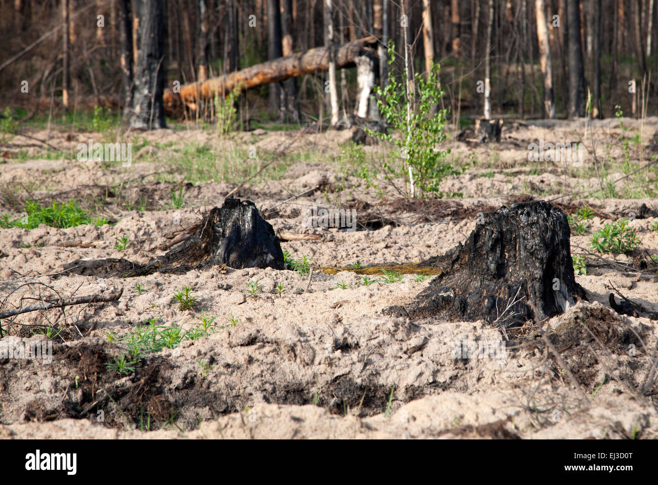 Burnt black tree stumps hi-res stock photography and images - Alamy