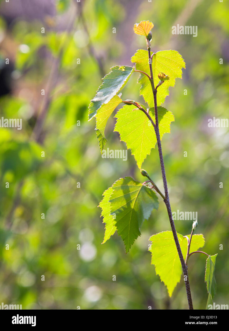 Birch sapling hi-res stock photography and images - Alamy
