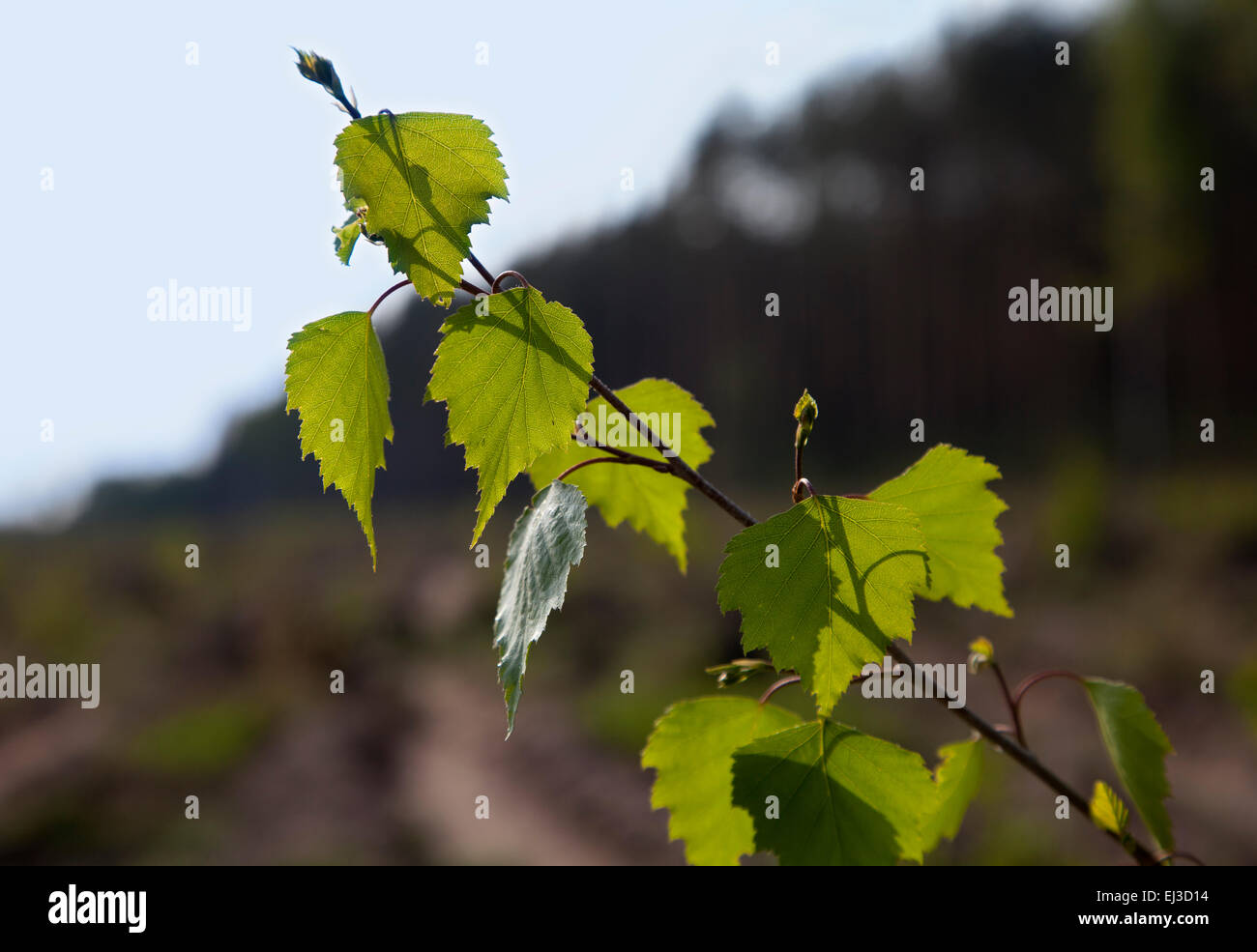 Birch sapling hi-res stock photography and images - Alamy