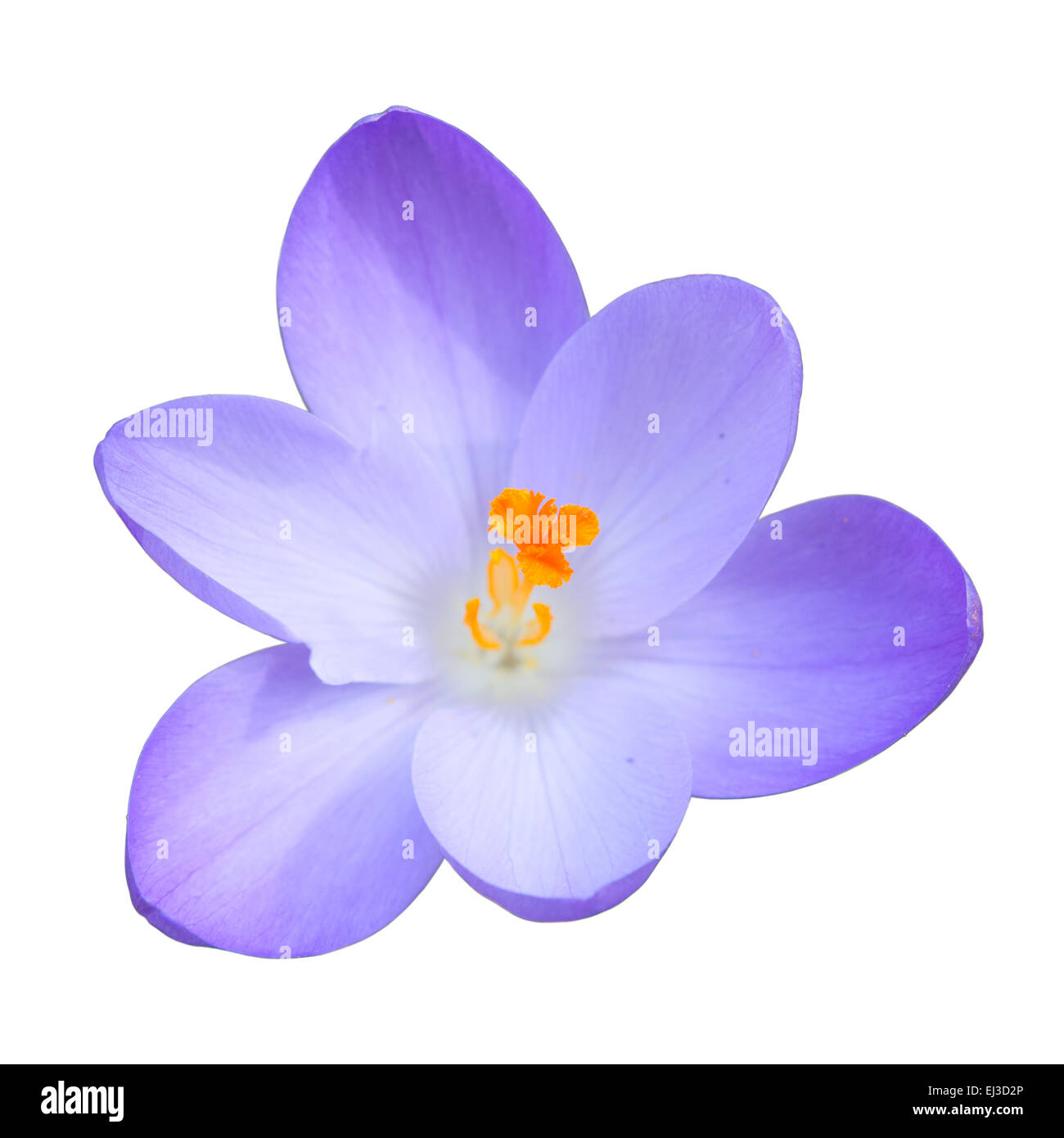 Blue crocus hi-res stock photography and images - Alamy