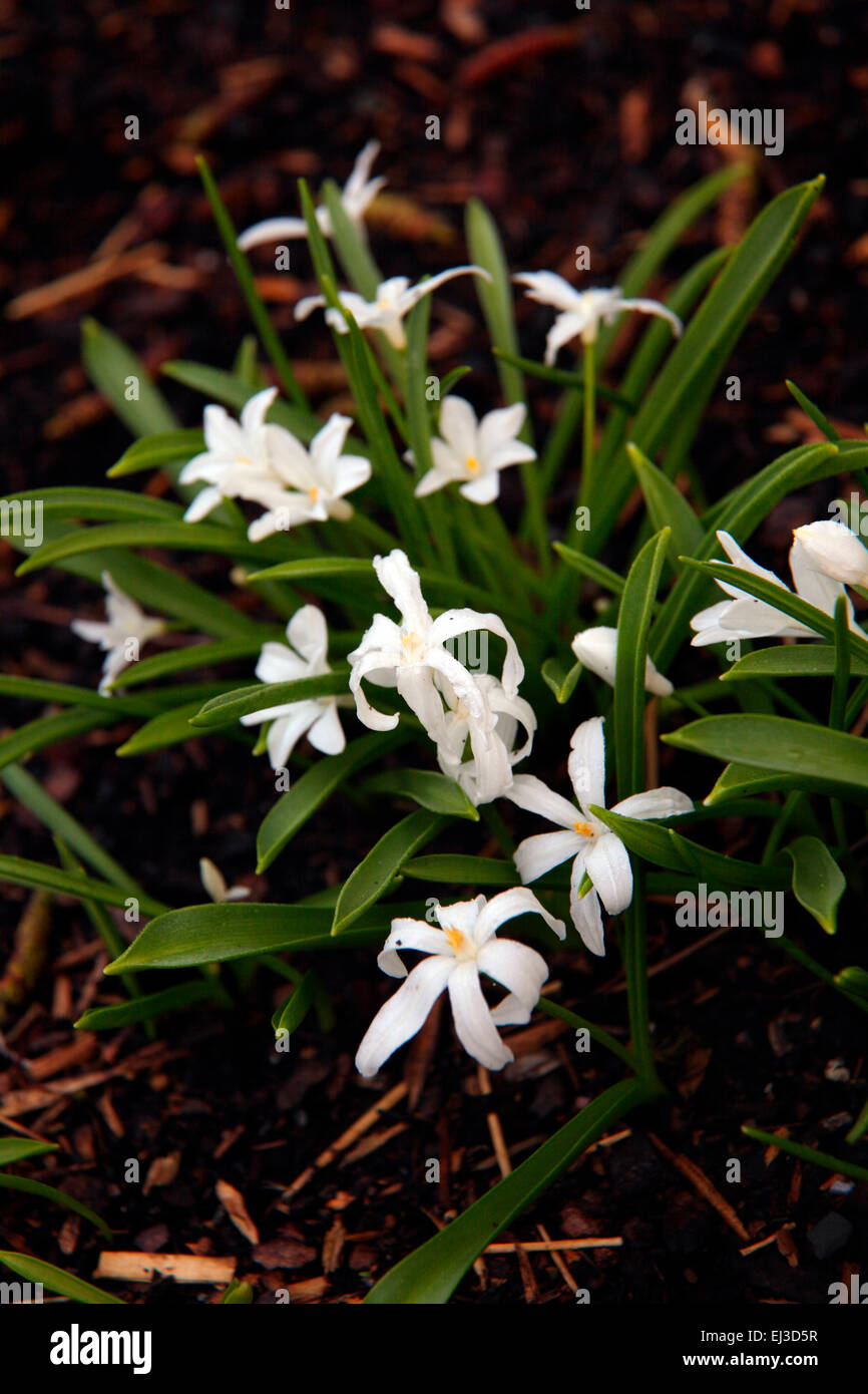 Chionodoxa luciliae 'Alba' Stock Photo - Alamy