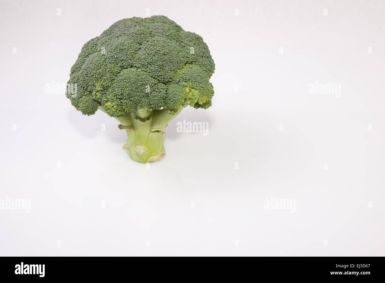 Whole broccoli plant set as a tree. Isolated on white background Stock ...