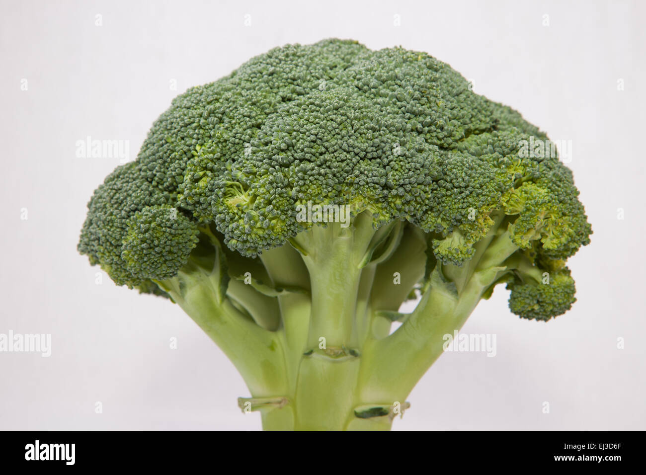 Whole broccoli plant set as a tree. Isolated on white background Stock ...