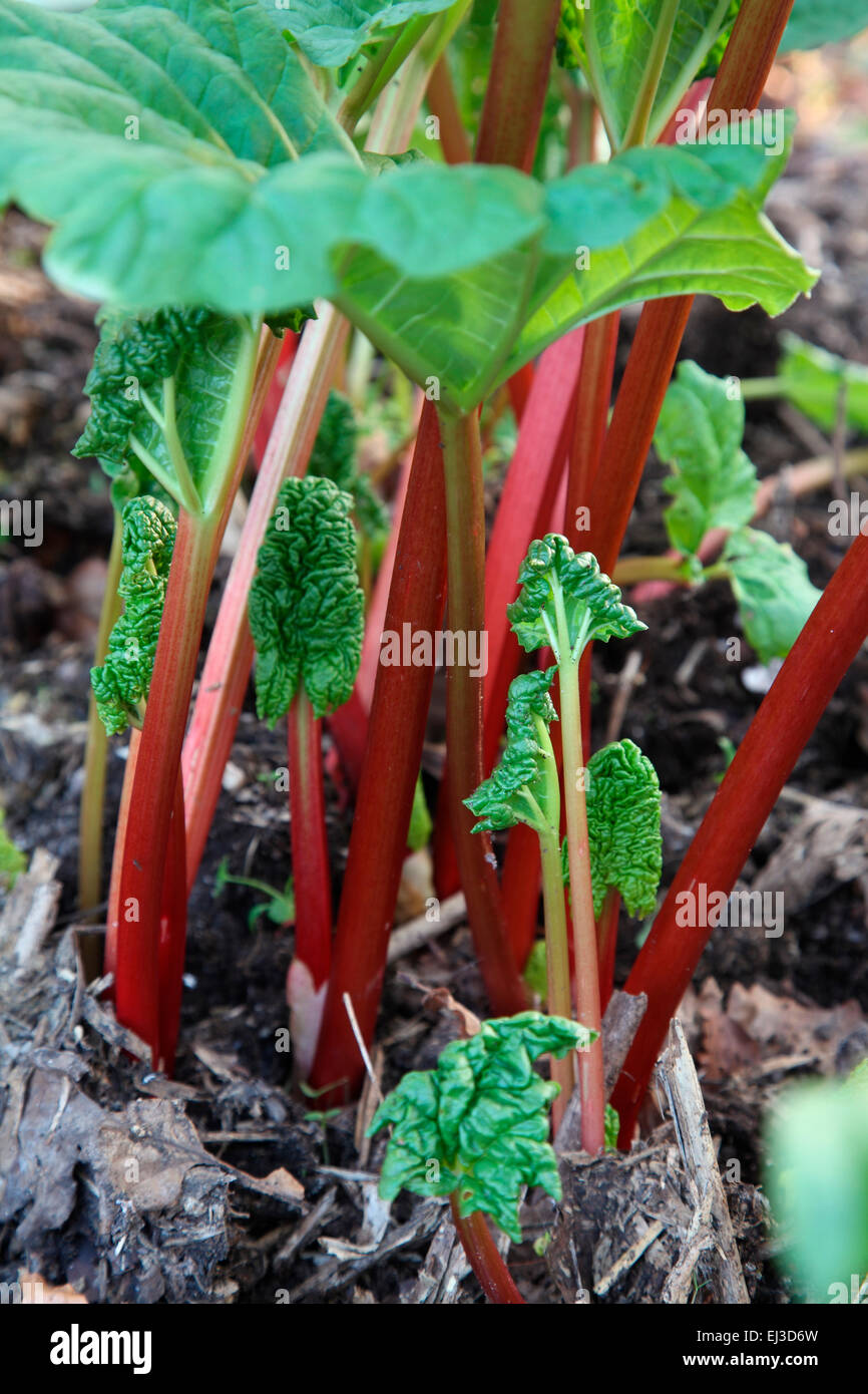 Rhubarb plant hi-res stock photography and images - Alamy