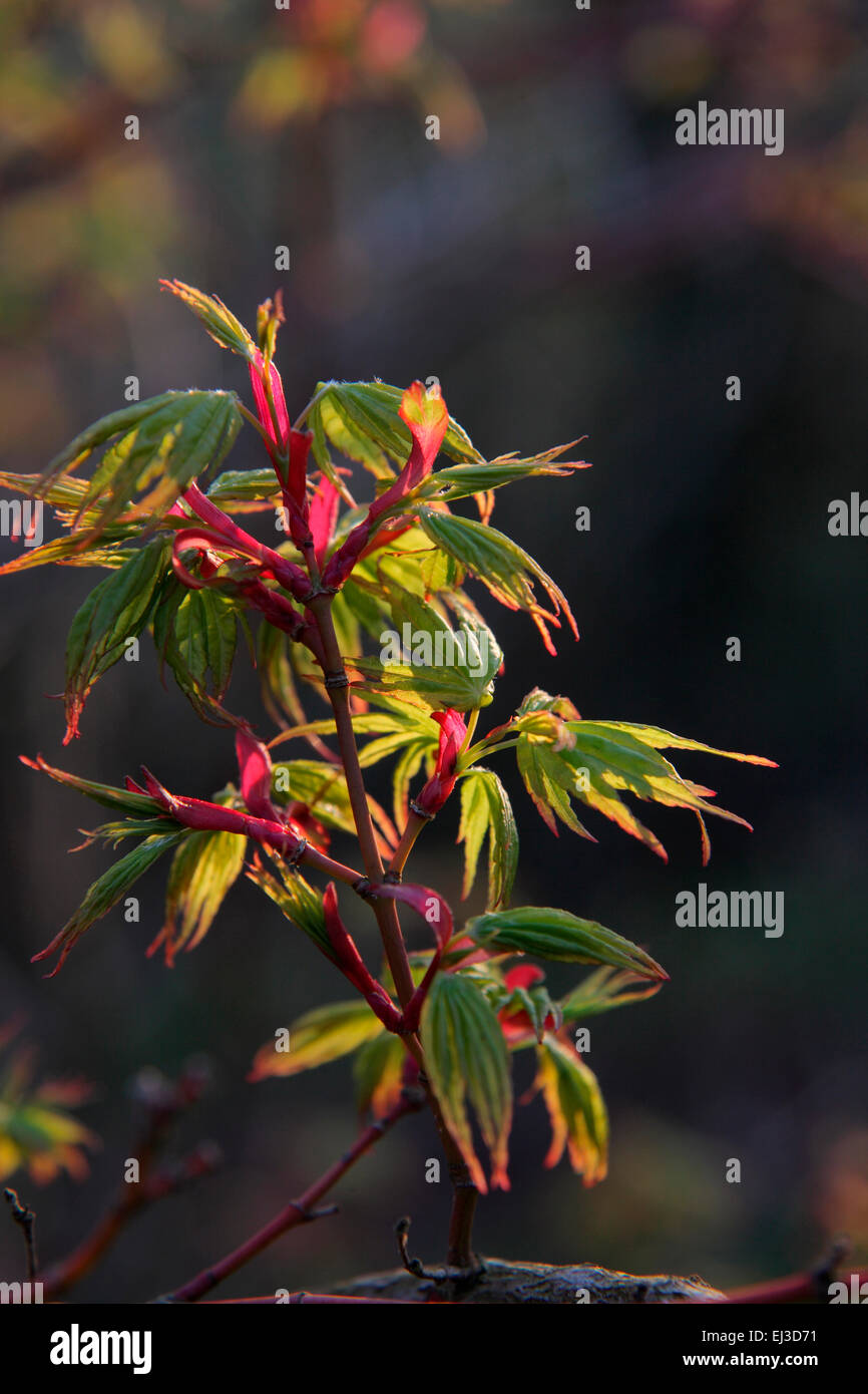 Colourful spring shrub hi-res stock photography and images - Alamy