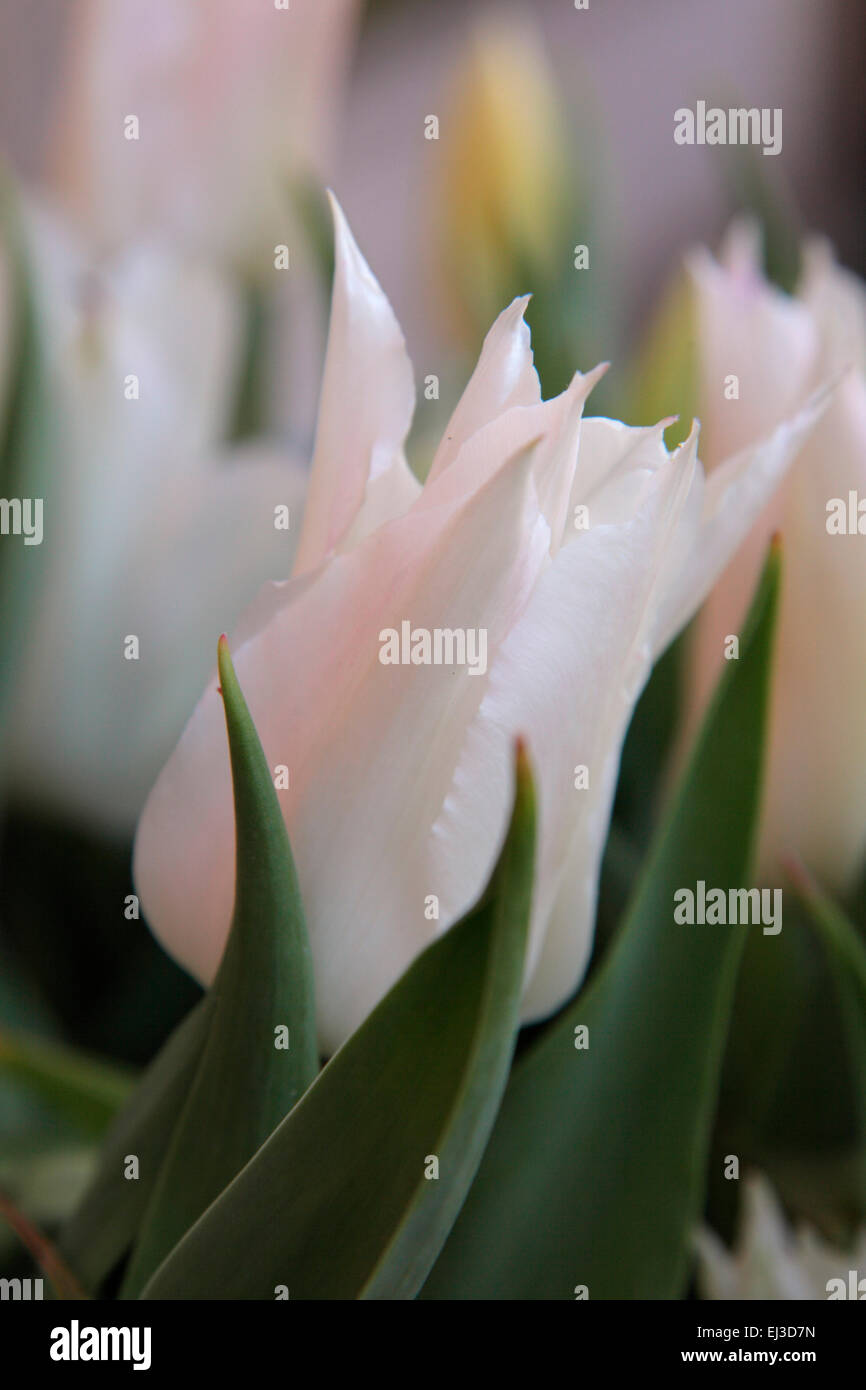 Tulipa 'Très Chic' Stock Photo - Alamy