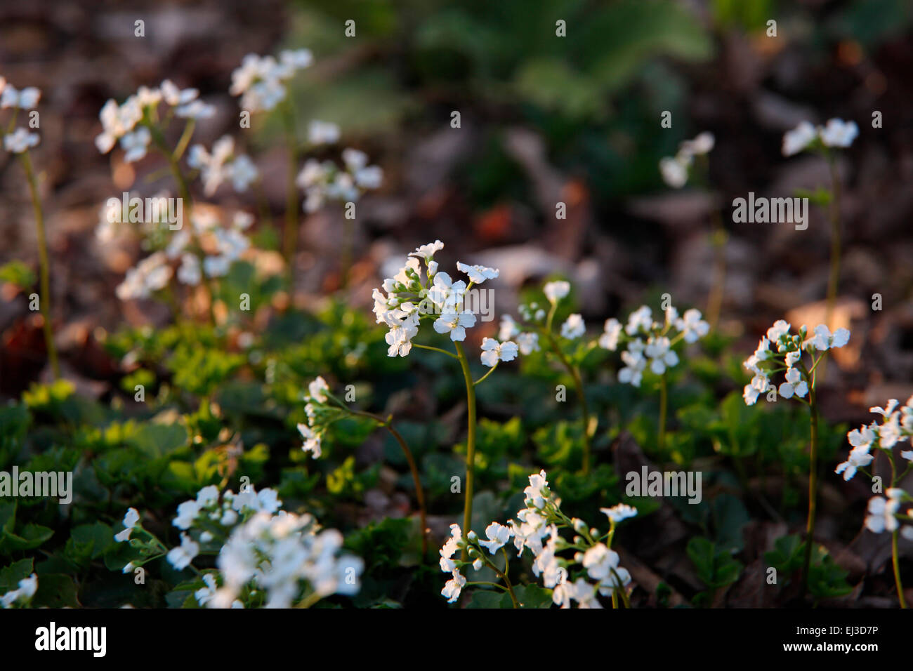 Cardamine trifolia hi-res stock photography and images - Alamy