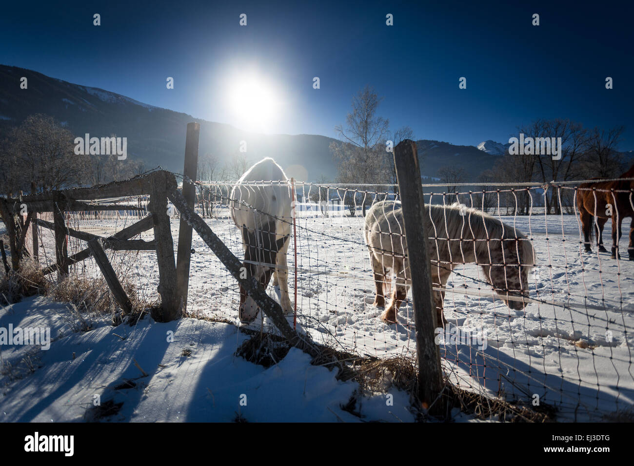 Beautiful landscape of highland field at winter with pasturing horses ...