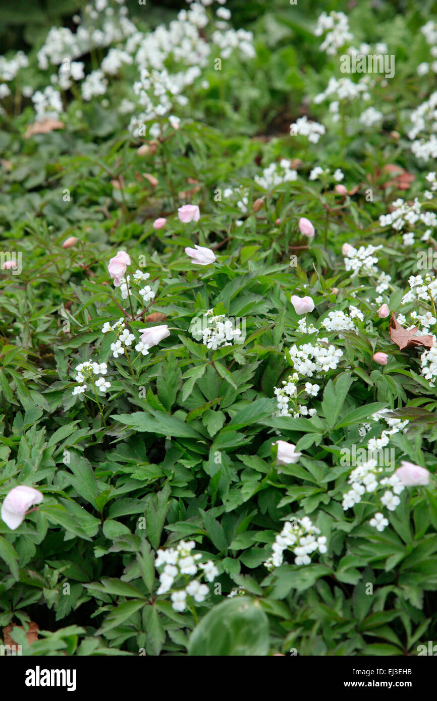 Cardamine trifolia at Savill Garden, Windsor Stock Photo - Alamy