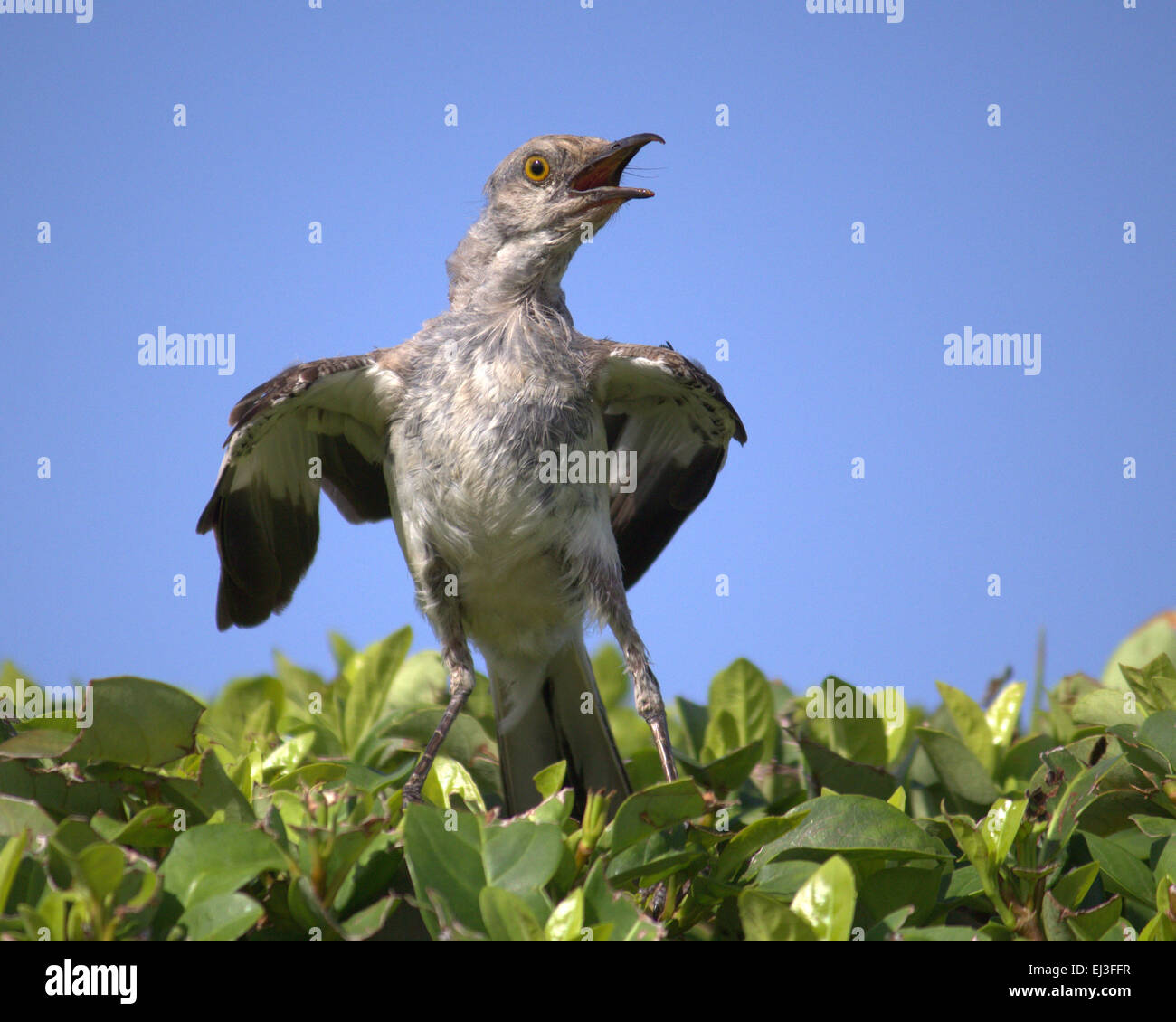 Juvenile raptor hi-res stock photography and images - Alamy
