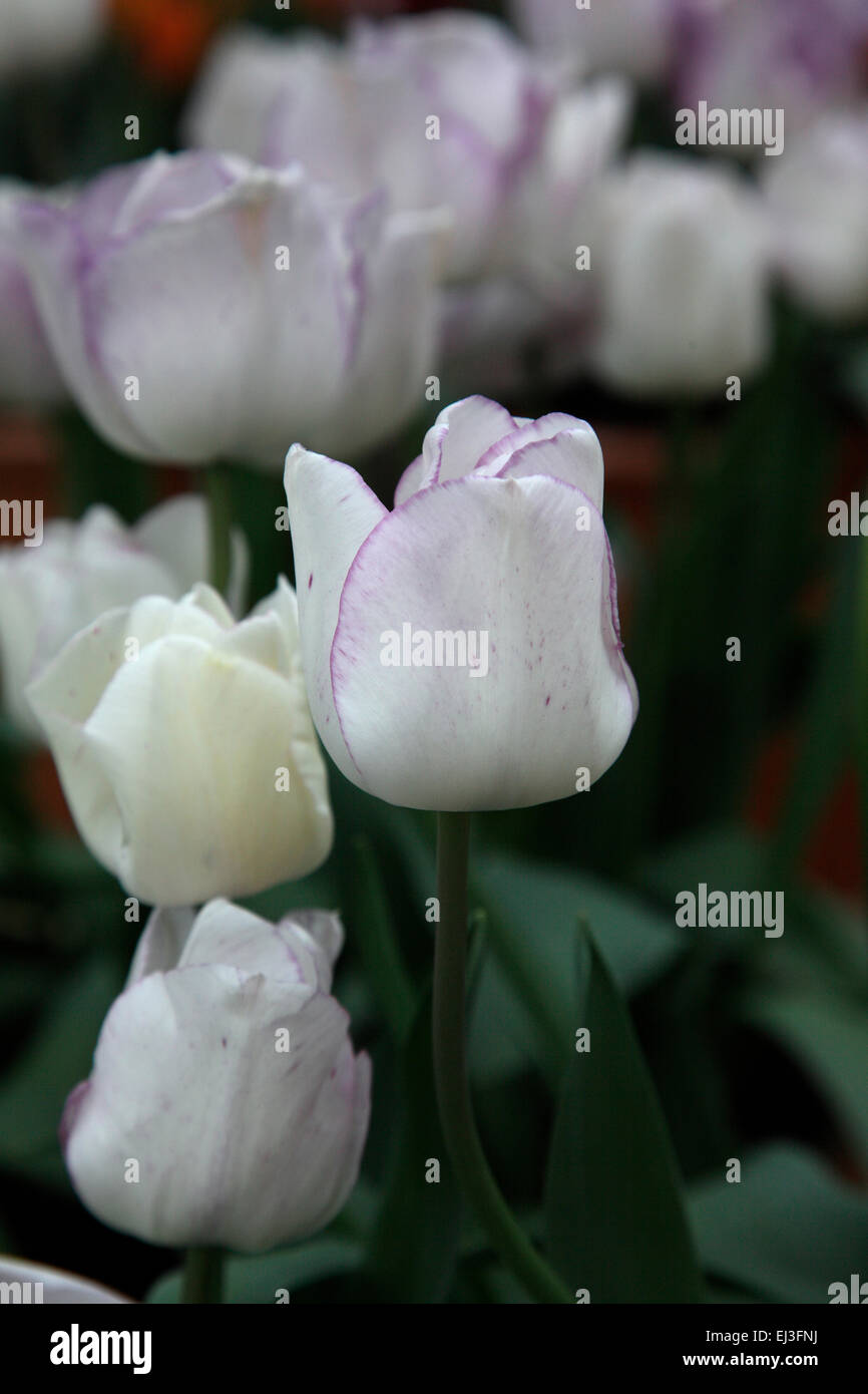Shirley tulip hi-res stock photography and images - Alamy