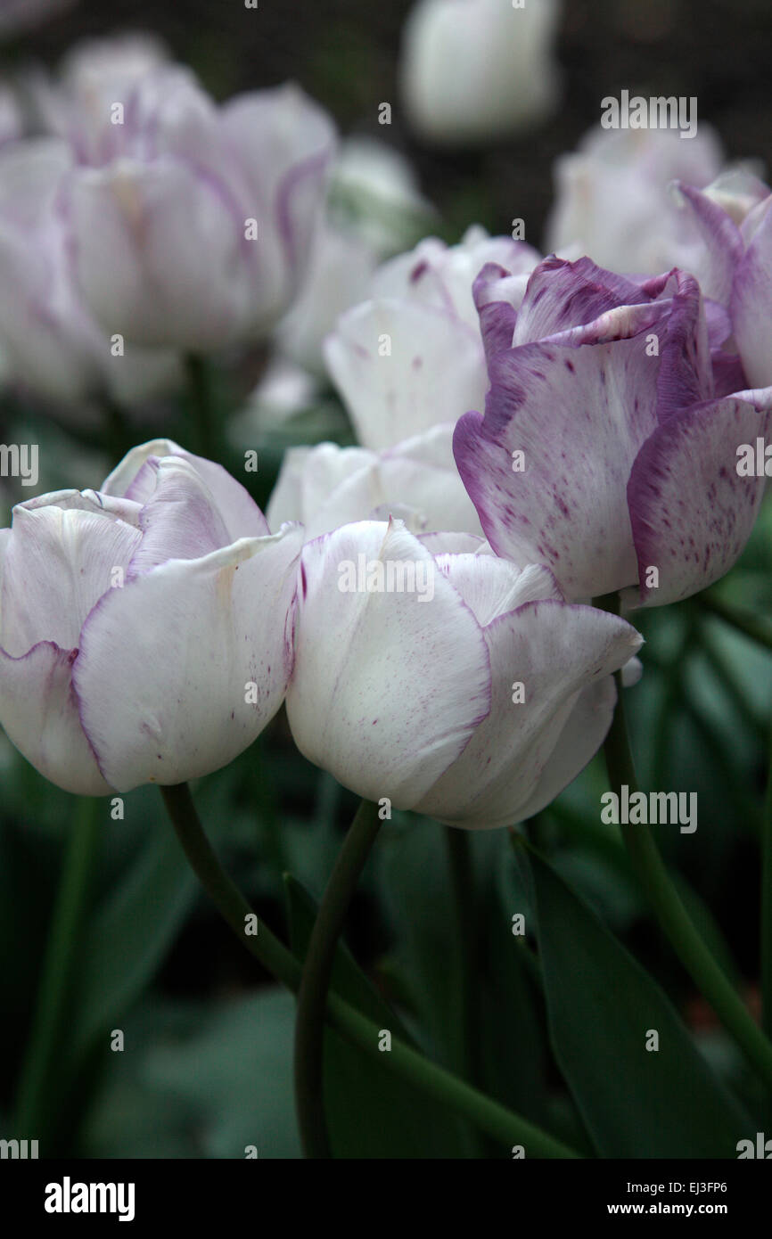 Shirley tulip flower hi-res stock photography and images - Alamy