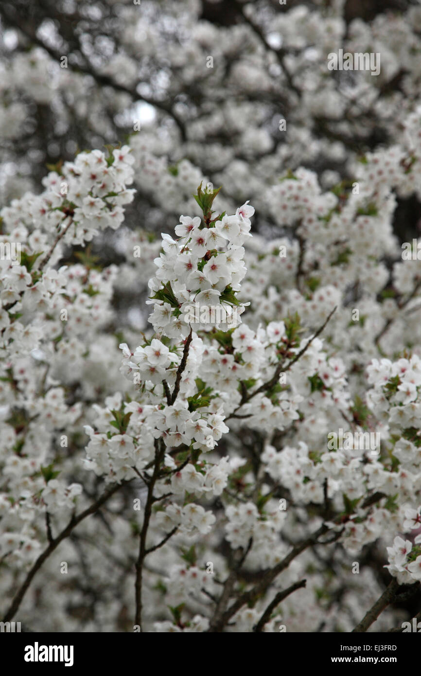 Windsor snow tree hi-res stock photography and images - Alamy