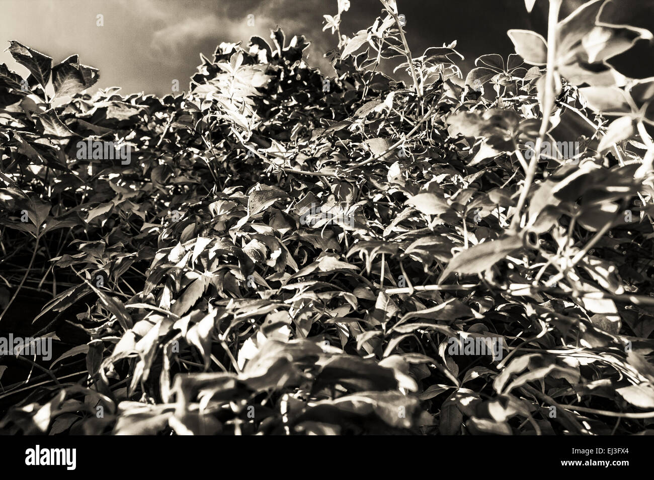 High contrast monochrome hi-res stock photography and images - Alamy