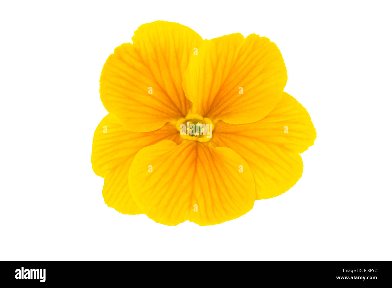 spring flower isolated on white Stock Photo - Alamy
