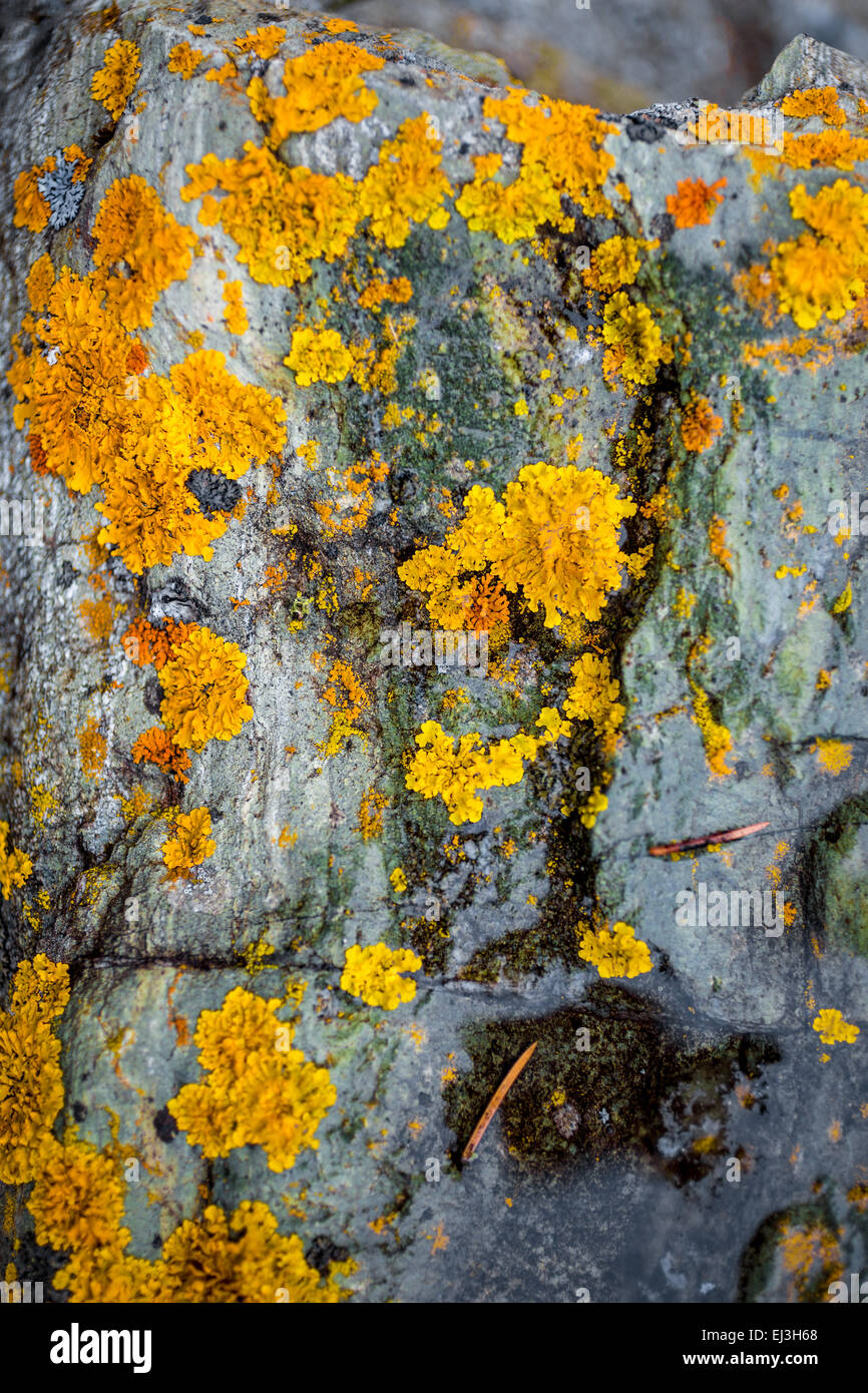 Closeup texture of yellow and green lichen growing on gray stone Stock ...