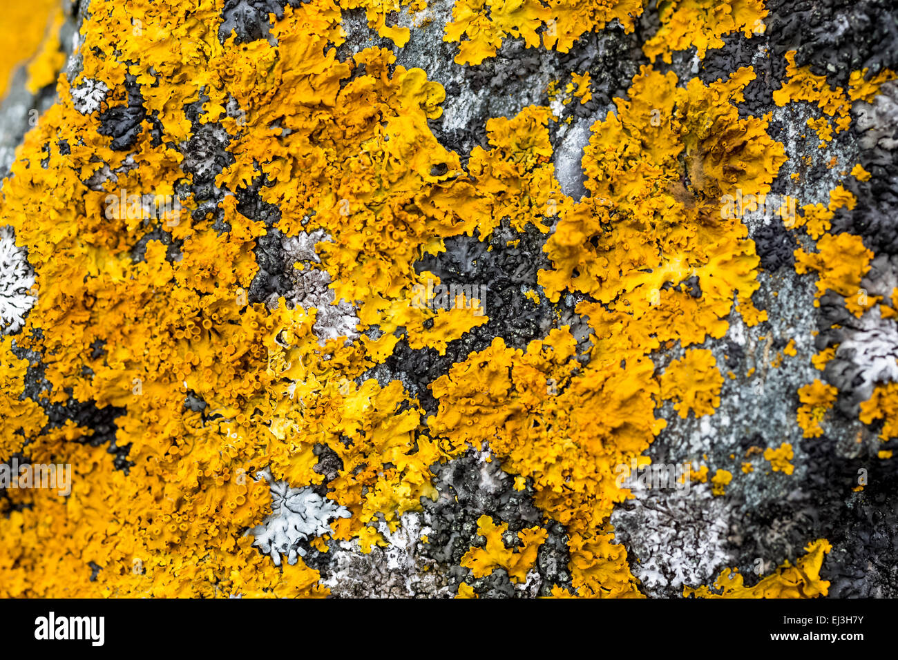 Closeup texture of bright yellow lichen growing on granite Stock Photo ...