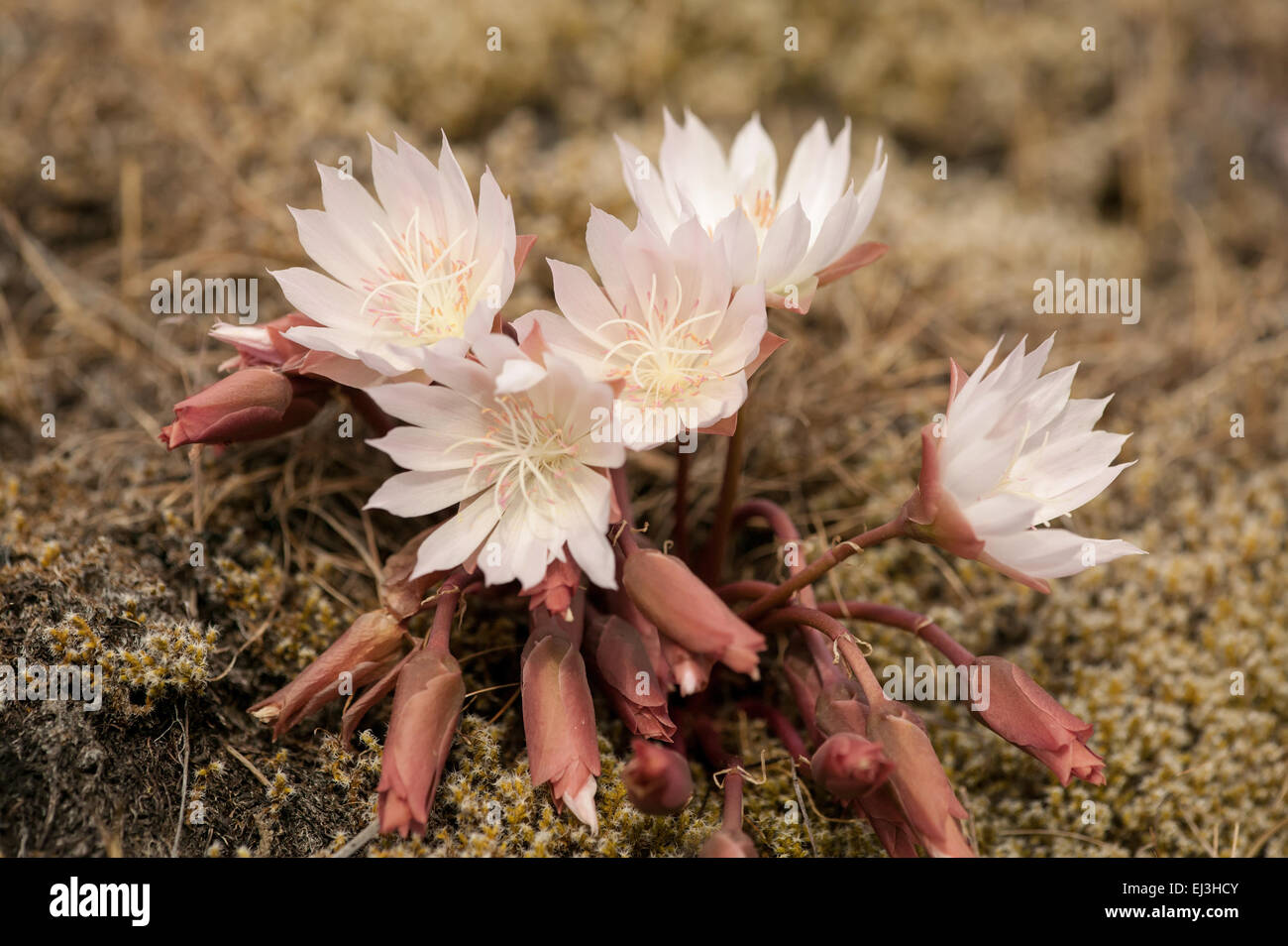 Bitterroot (Lewisia rediviva) wildflowers taken at the Catherine Creek ...