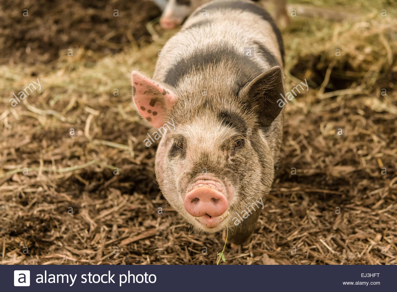 Hairy Pigs Stock Photos & Hairy Pigs Stock Images - Alamy