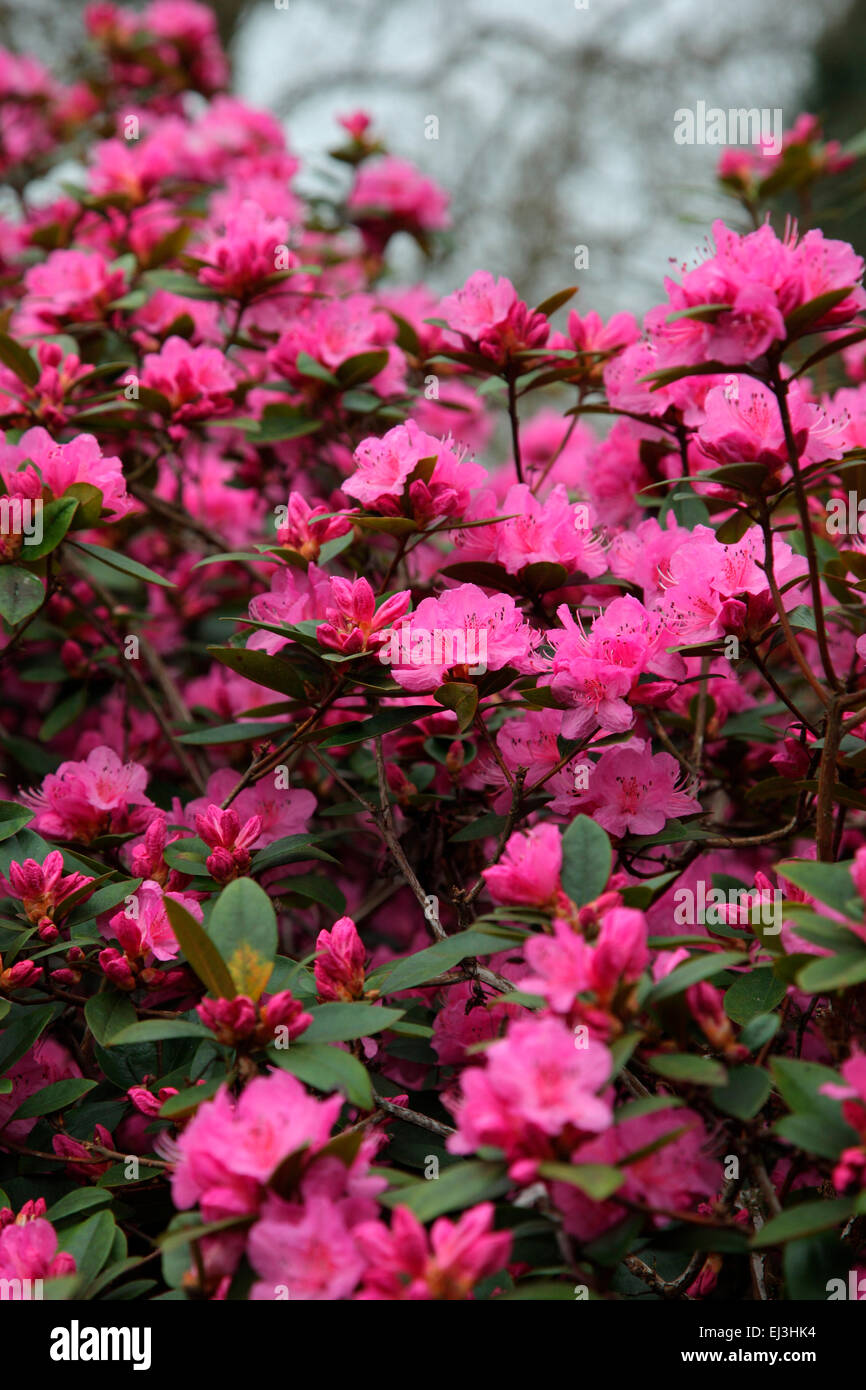 Rhododendron 'Olga Mezzitt' at Valley Gardens, Windsor Stock Photo - Alamy