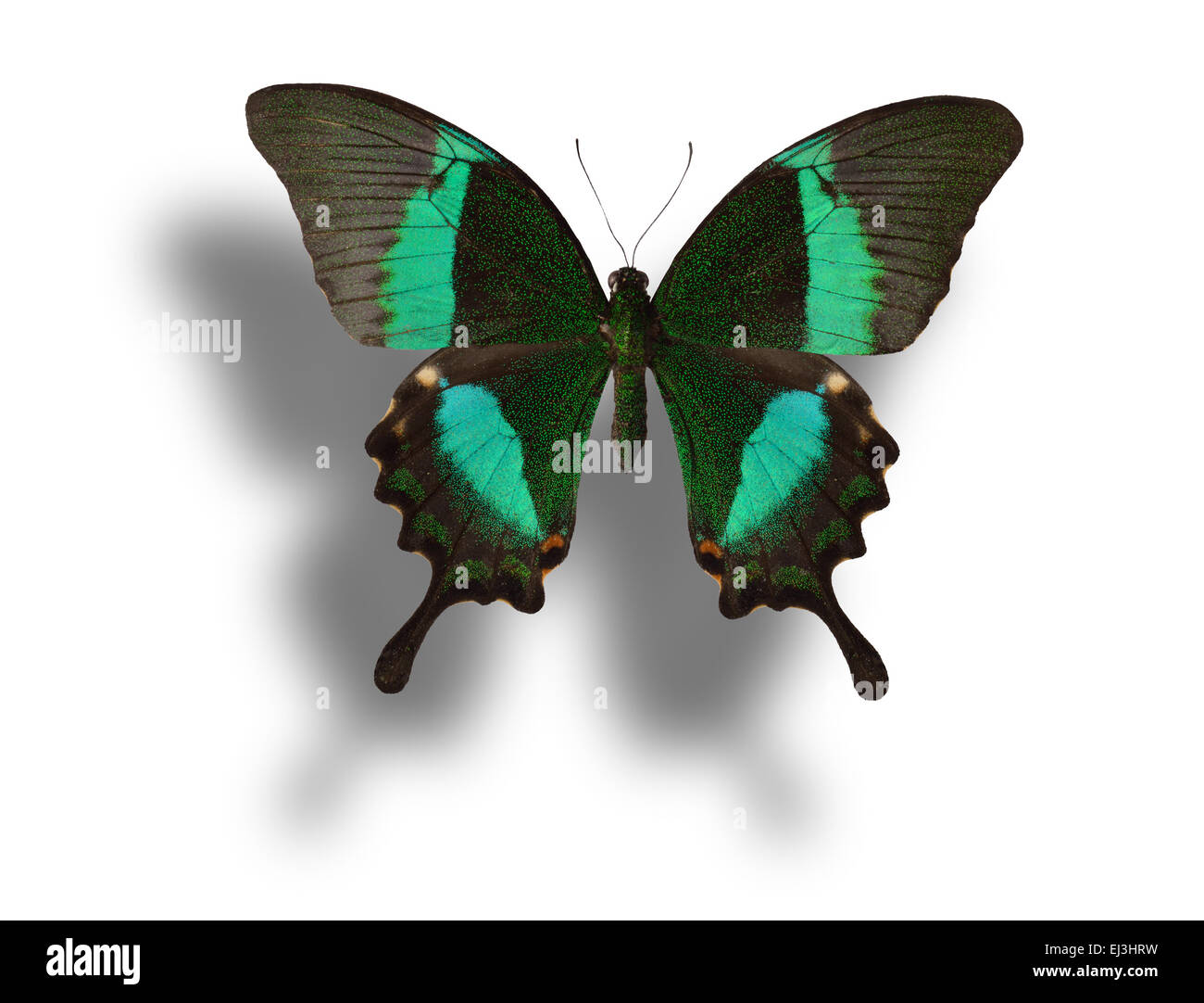 Emerald peacock butterfly hi-res stock photography and images - Alamy