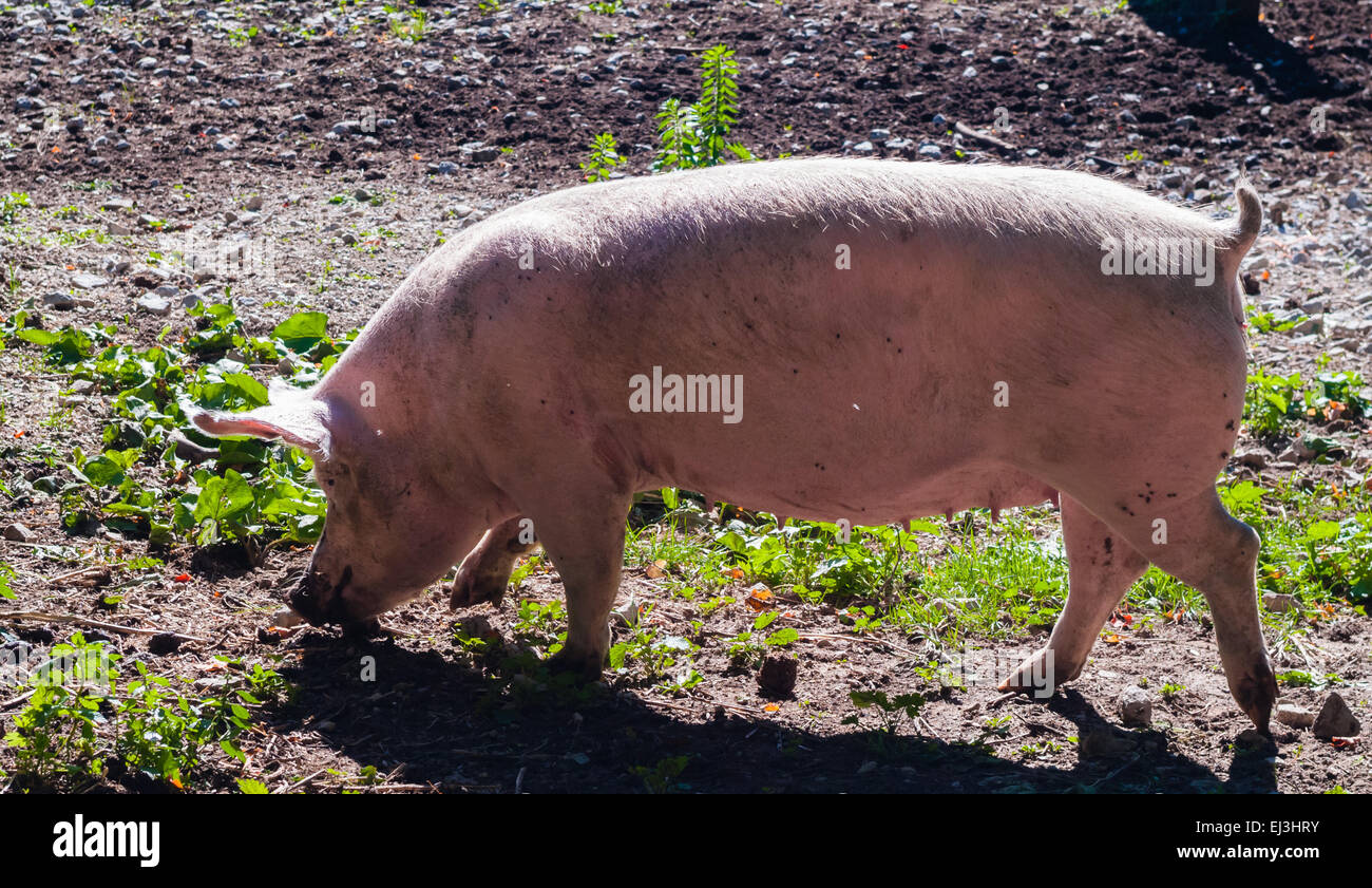 Female pig hi-res stock photography and images - Alamy