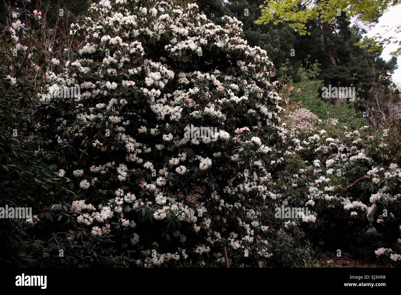 The valley garden windsor hi-res stock photography and images - Alamy