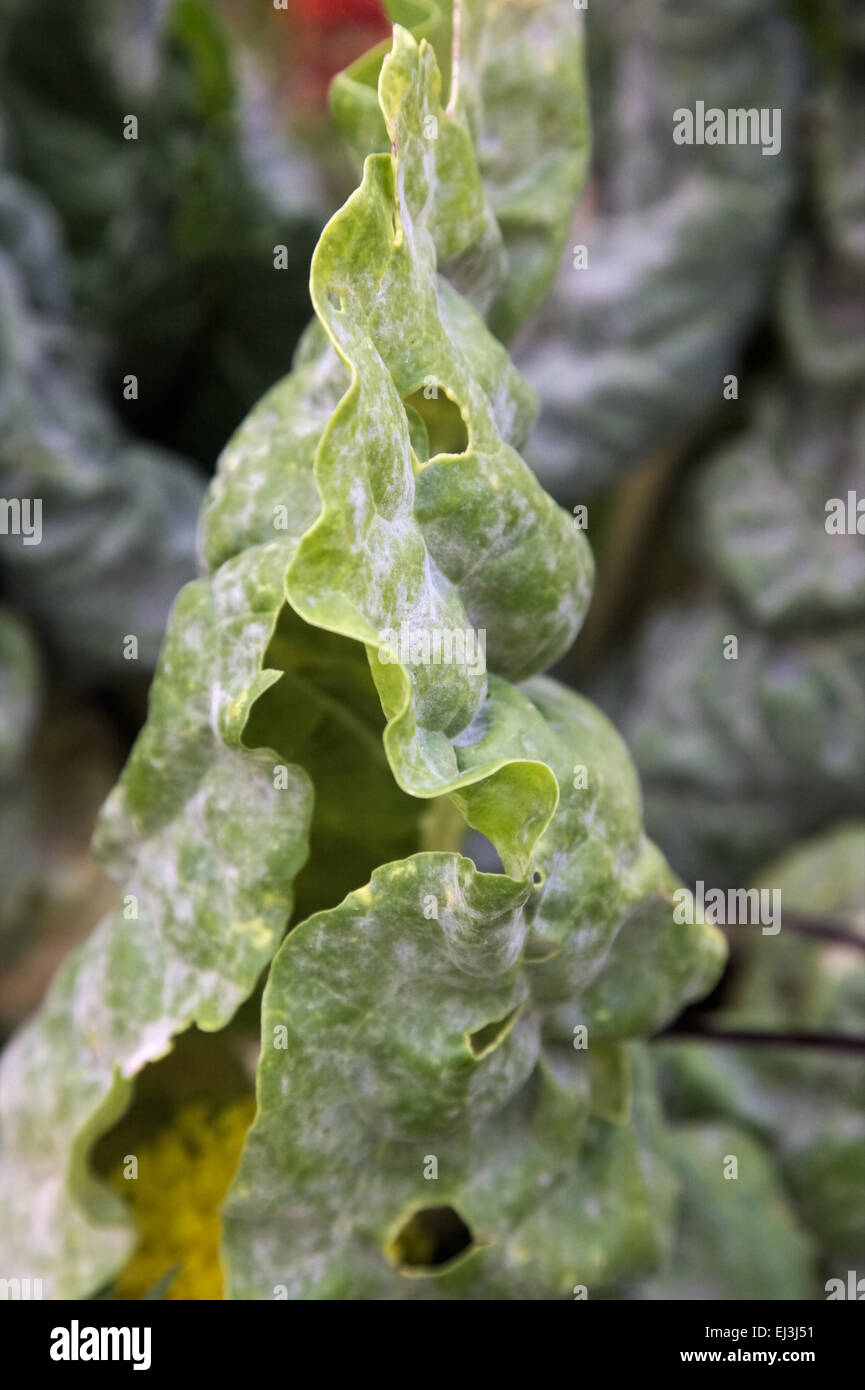 Beta vulgaris subsp cicla var. flavescens - Chard with mildew Stock ...