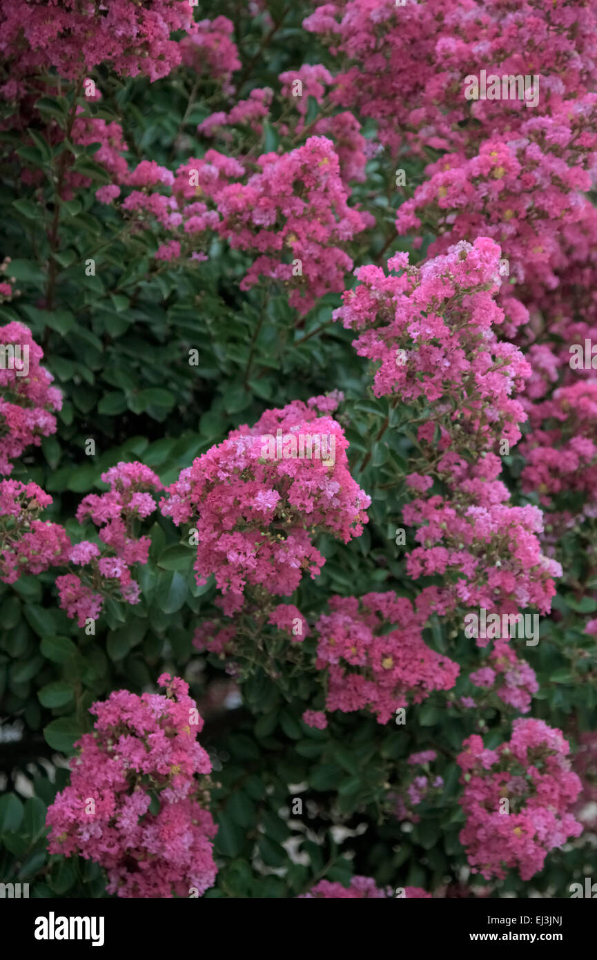 Lagerstroemia indica autumn hi-res stock photography and images - Alamy