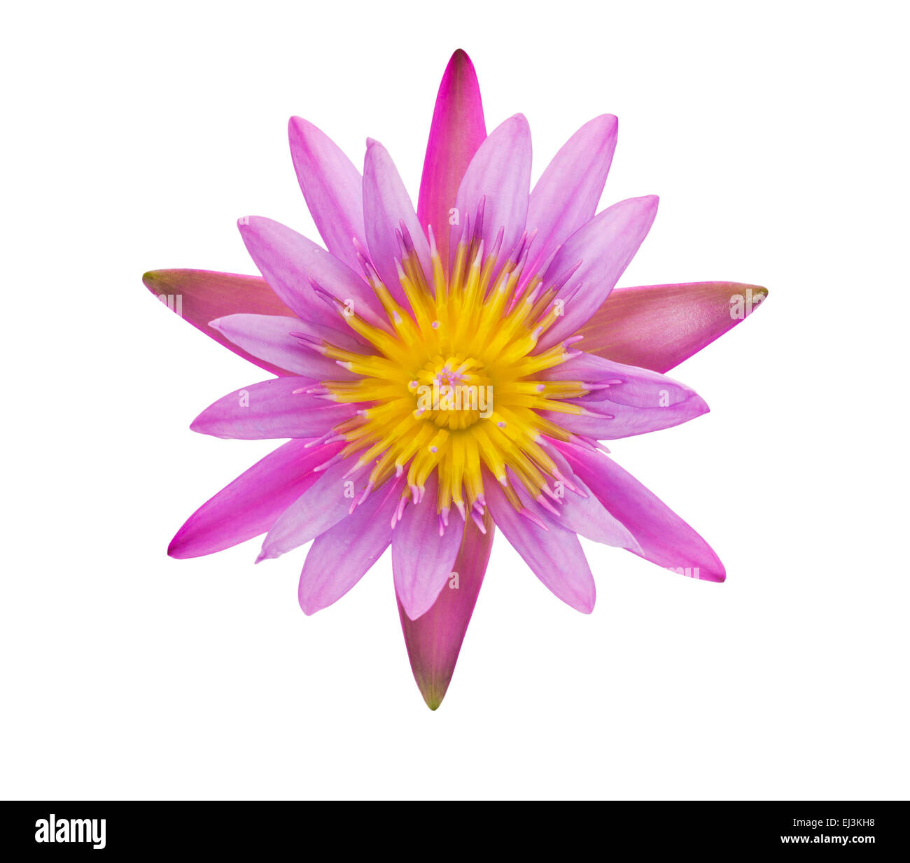 Single pink lotus flower isolated on white background and clipping path ...