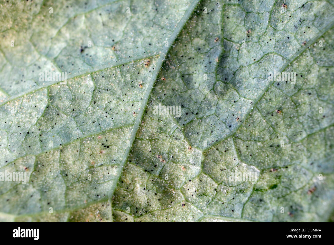 Mite infestation hi-res stock photography and images - Alamy