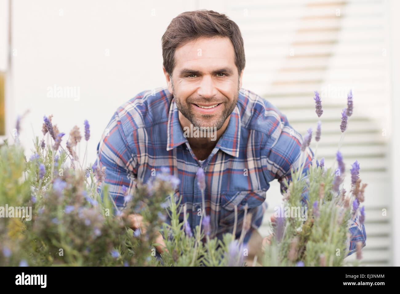 Happy man smelling his lavender plant Stock Photo - Alamy