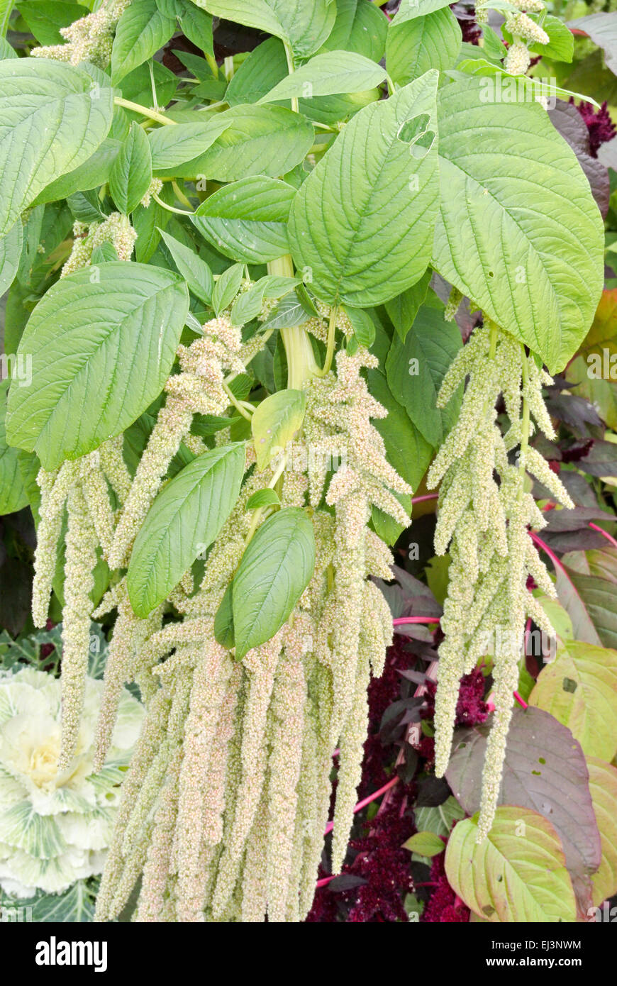 Amaranthus caudatus,tassel flower Stock Photo - Alamy