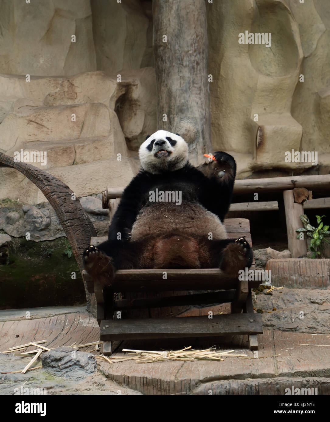 panda bear eating carrot in the zoo Stock Photo - Alamy