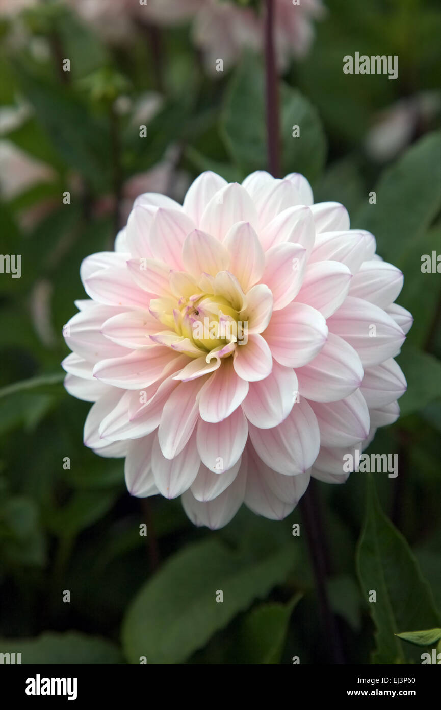 Silver years hi-res stock photography and images - Alamy