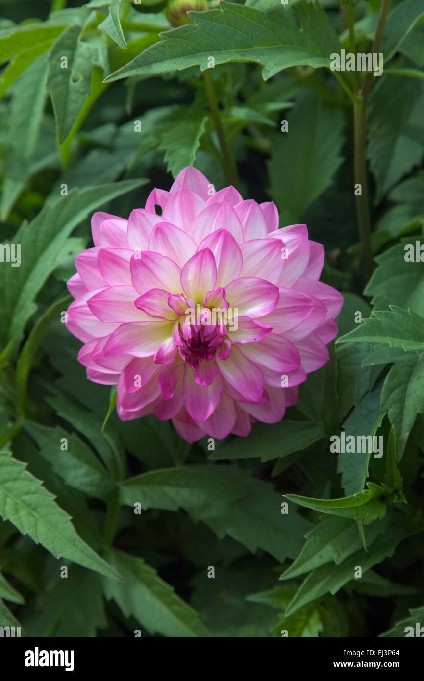 Dahlia 'Pink Attraction' Stock Photo - Alamy