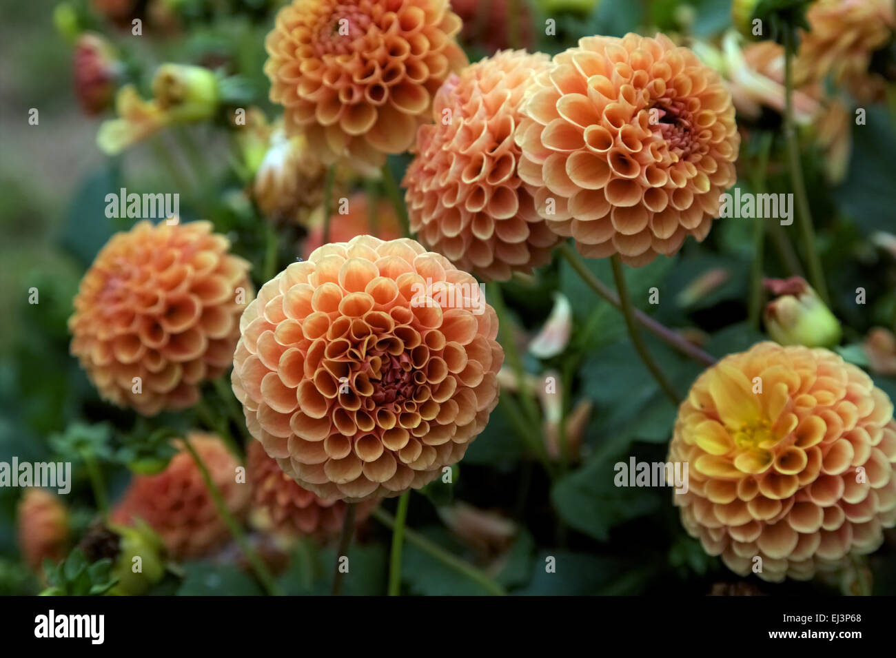 John grainger hi-res stock photography and images - Alamy