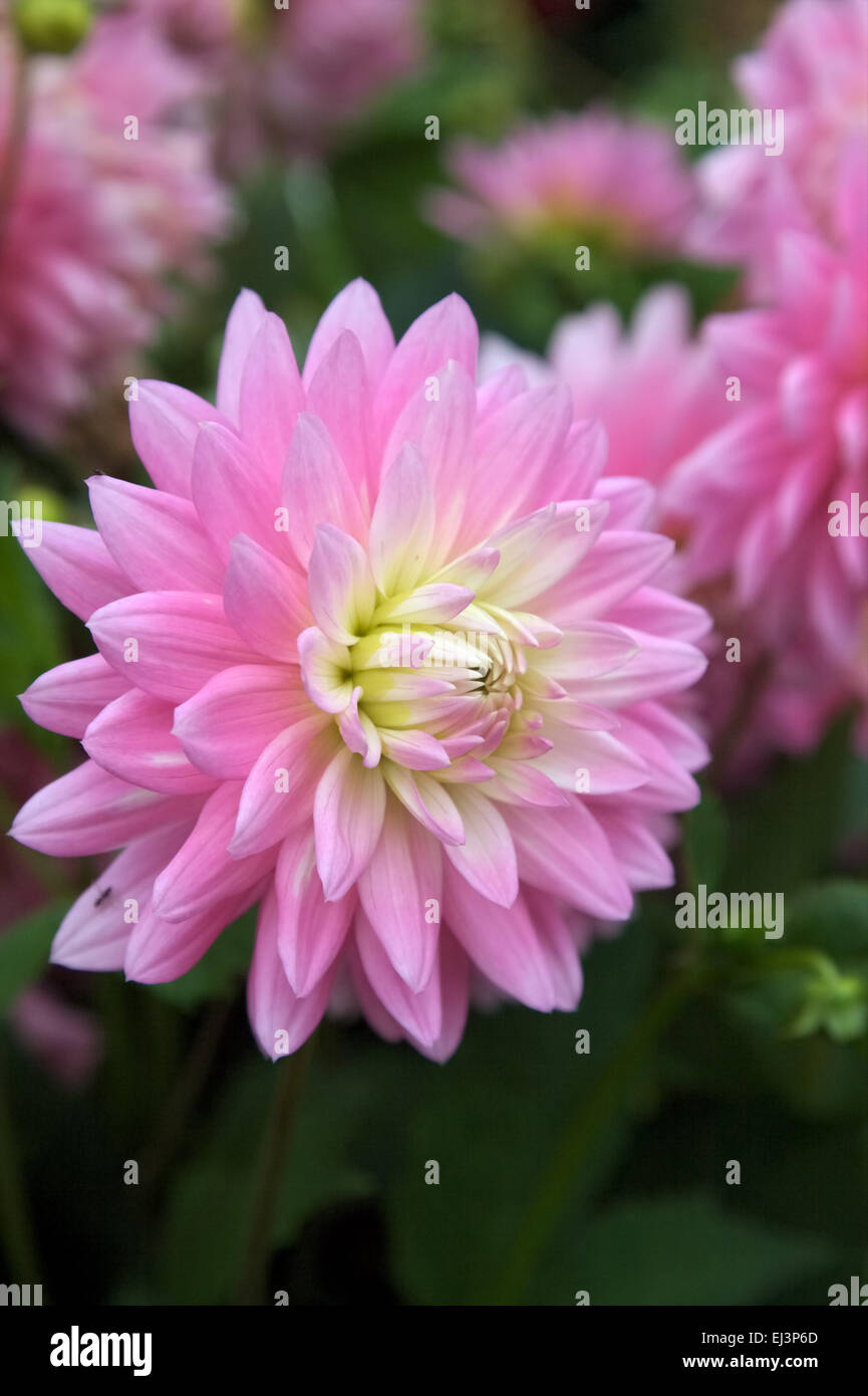 Young Bess Stock Photos & Young Bess Stock Images - Alamy