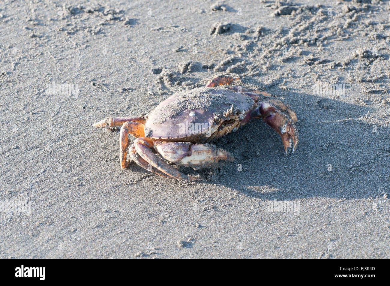 A Dungeness Crab is covered in sand photographed on the beach at Ocean ...