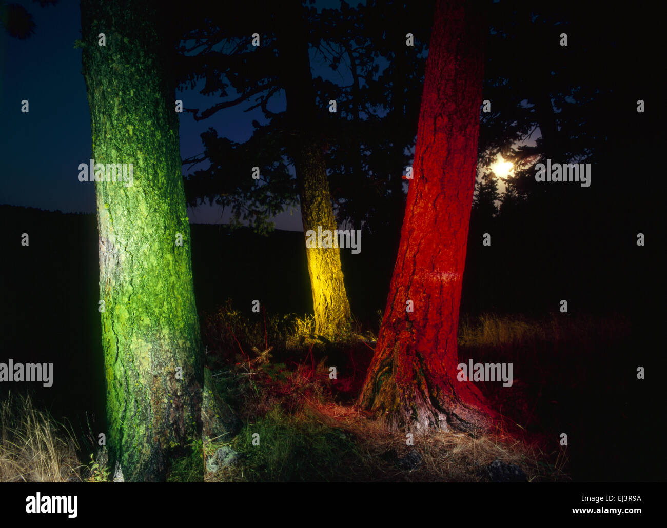 Pine trees light up with colored lights in central Oregon Blue ...